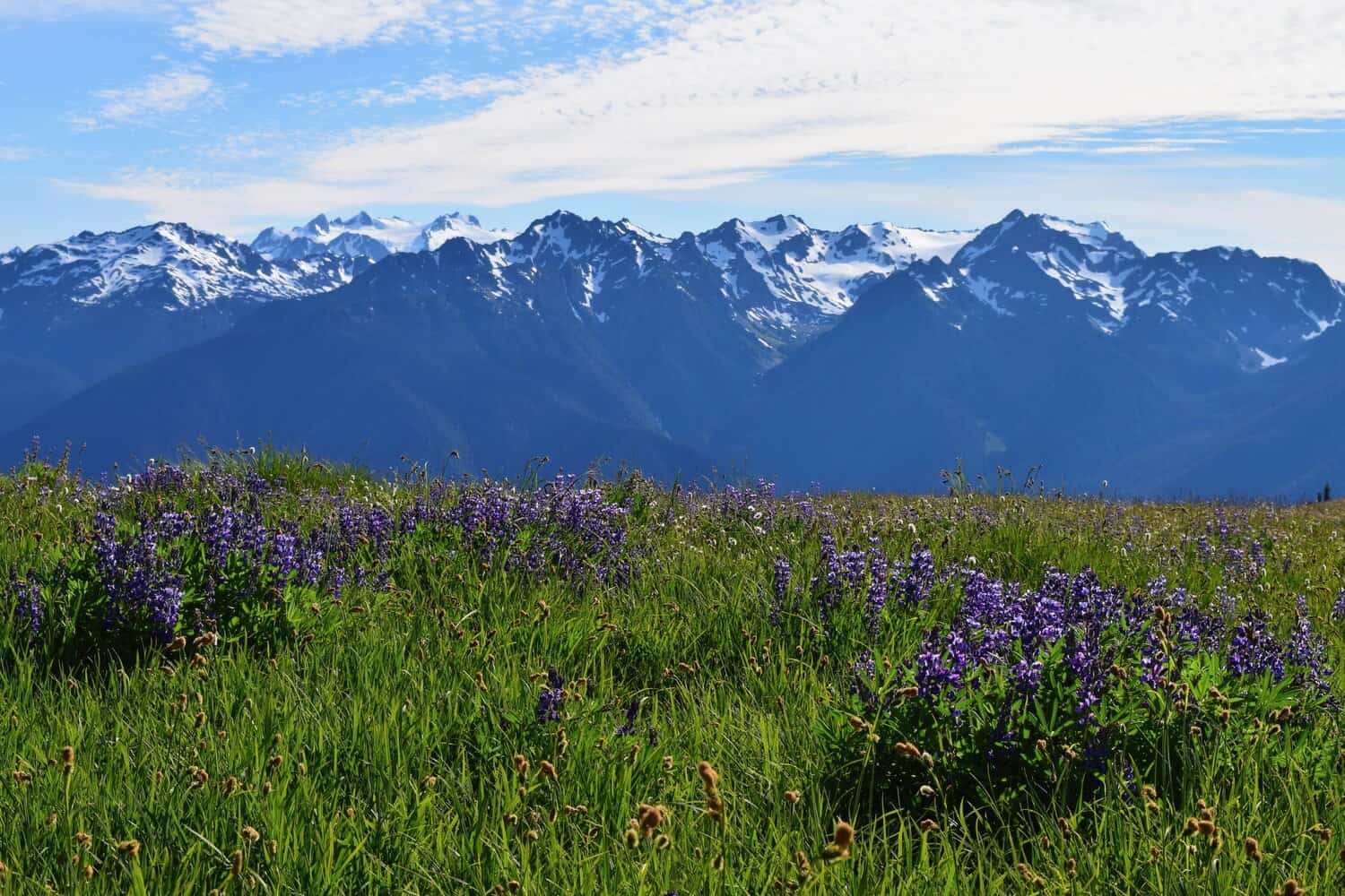 Olympic National Park Itinerary: Coastal Wonders to Alpine Trails