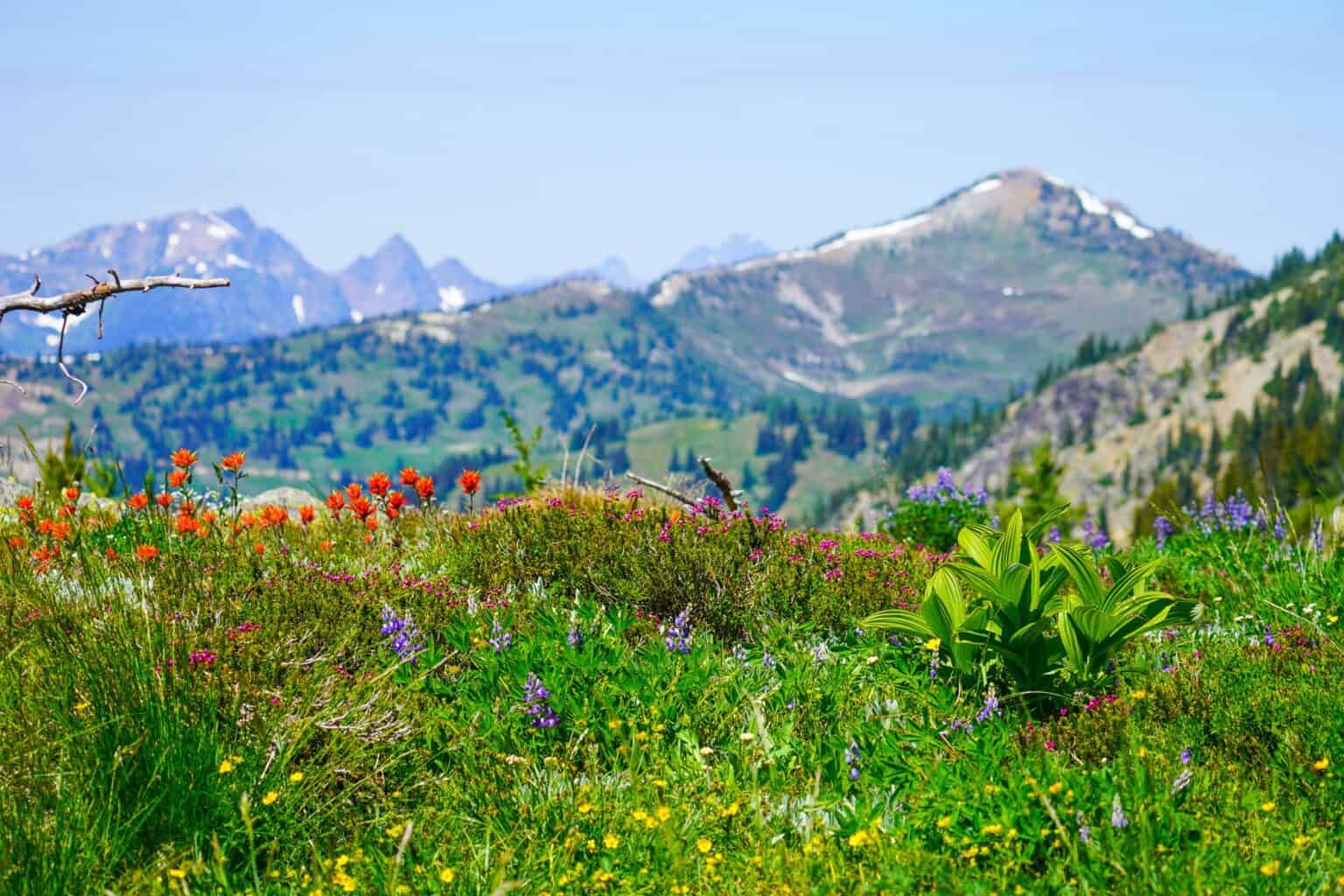 Finding Wildflowers in Washington State: A Complete Guide